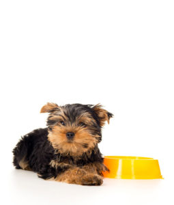 A Guide to Homemade Dog Food for Yorkies - Yorkie Advice