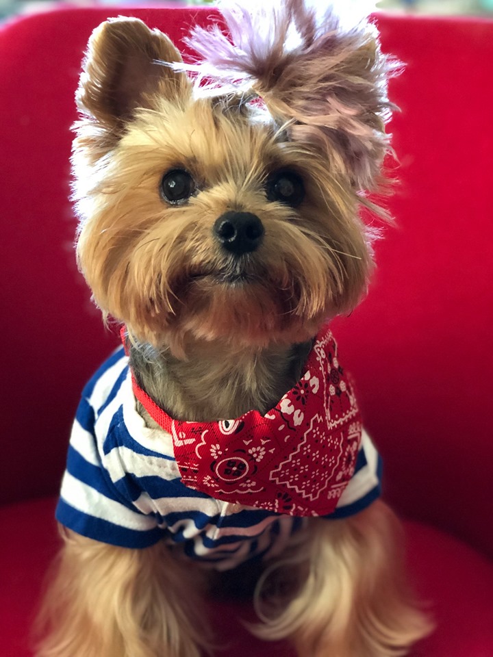 Yorkie Profile - Dudley the Rock & Roll Yorkie - Yorkie Advice