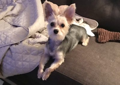 Yorkie Profile - Pixie the Hint of Coton-de-Tulear Yorkie - Yorkie Advice