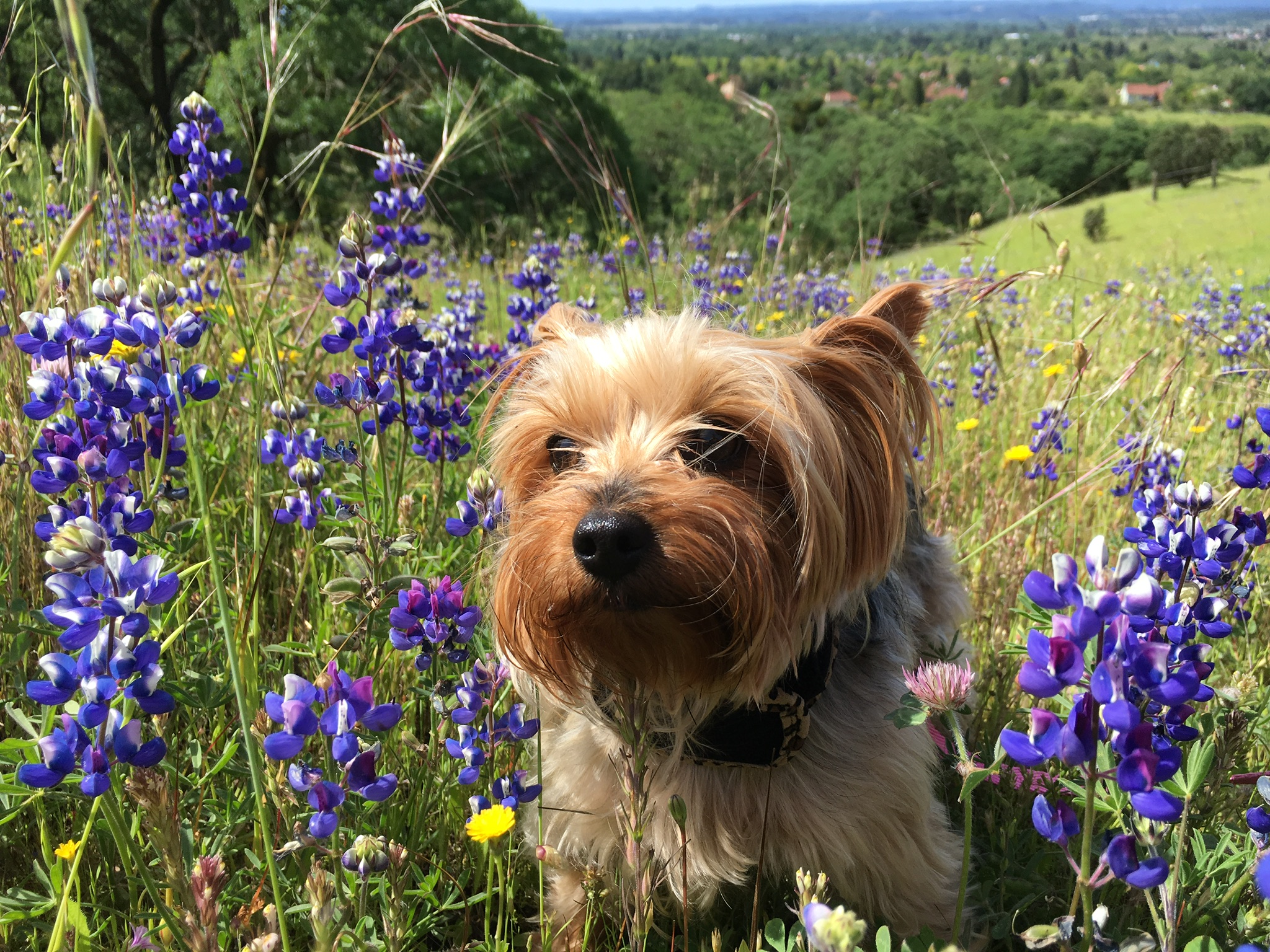 Yorkies Comes In Multiple Sizes - Yorkie Advice