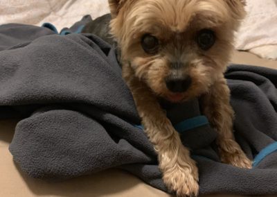 Yorkie Profile - Rocket the Traveling Yorkie - Yorkie Advice