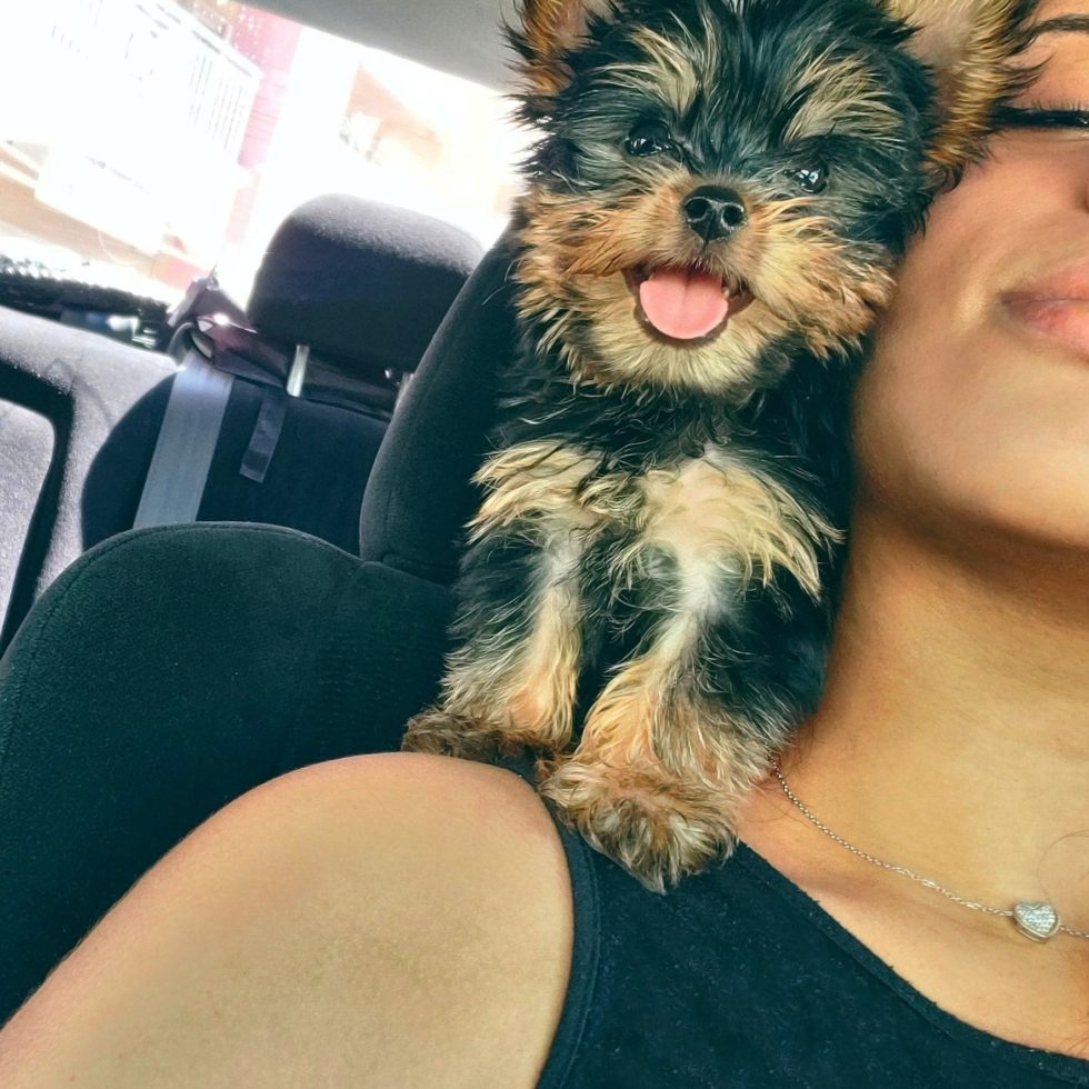 How To Train Yorkies To Ride in Cars - In Depth Car Riding Guide